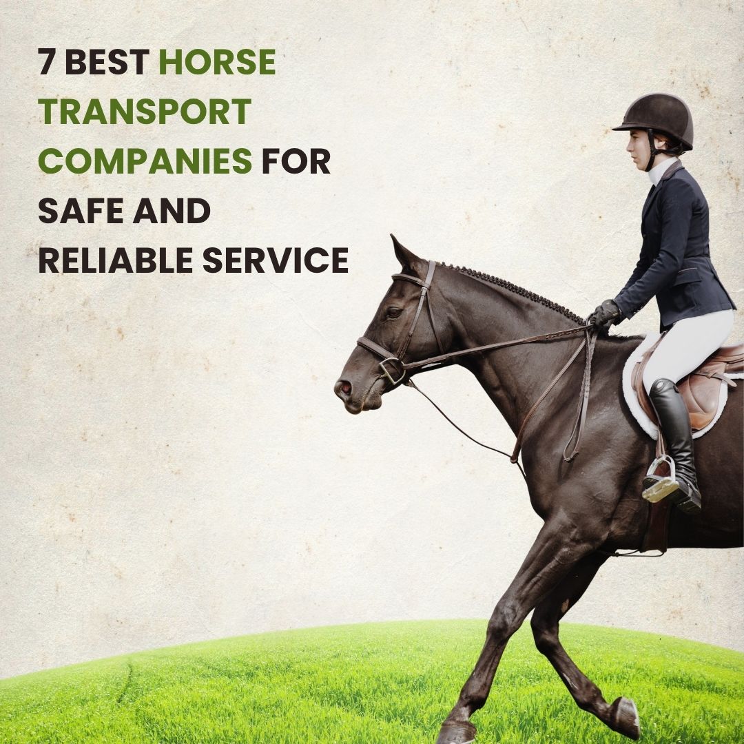 7 Best Horse Transport Companies for Safe and Reliable Service ...